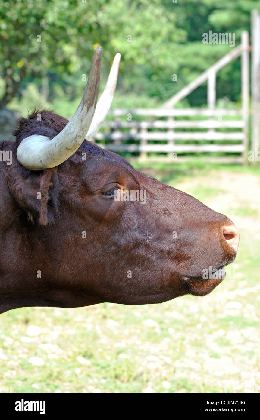 Bull moo mooing brown cow head hi-res stock photography and images - Alamy