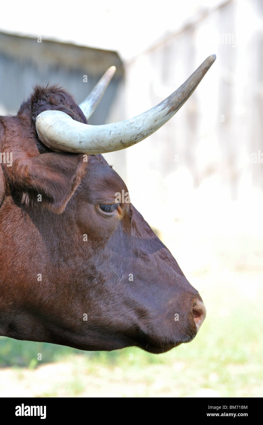 Brown bulls hi-res stock photography and images - Alamy