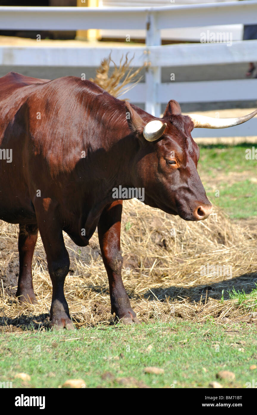Bulls and cows hi-res stock photography and images - Alamy