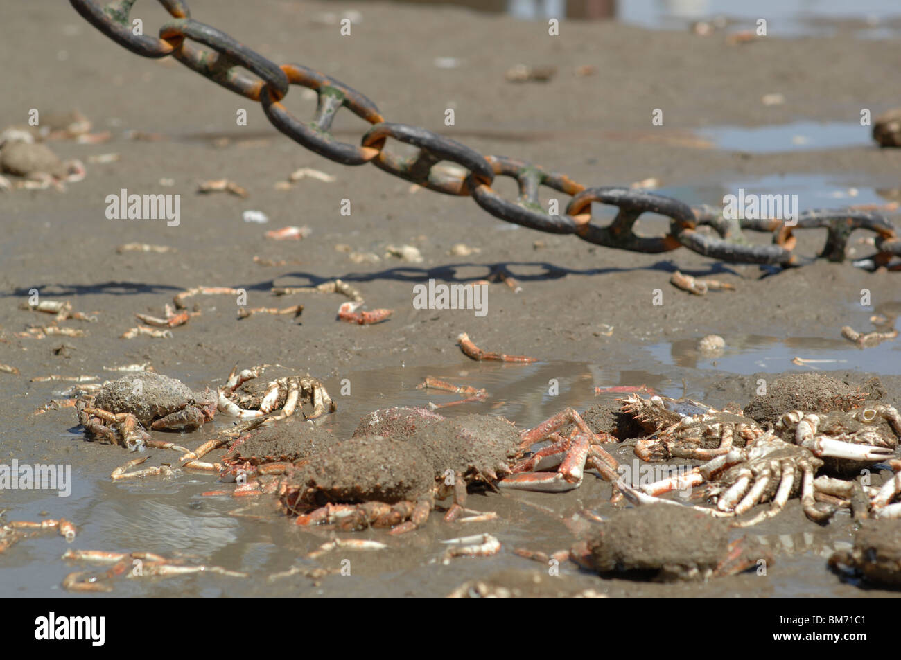 Dead crabs on the beach Stock Photo - Alamy