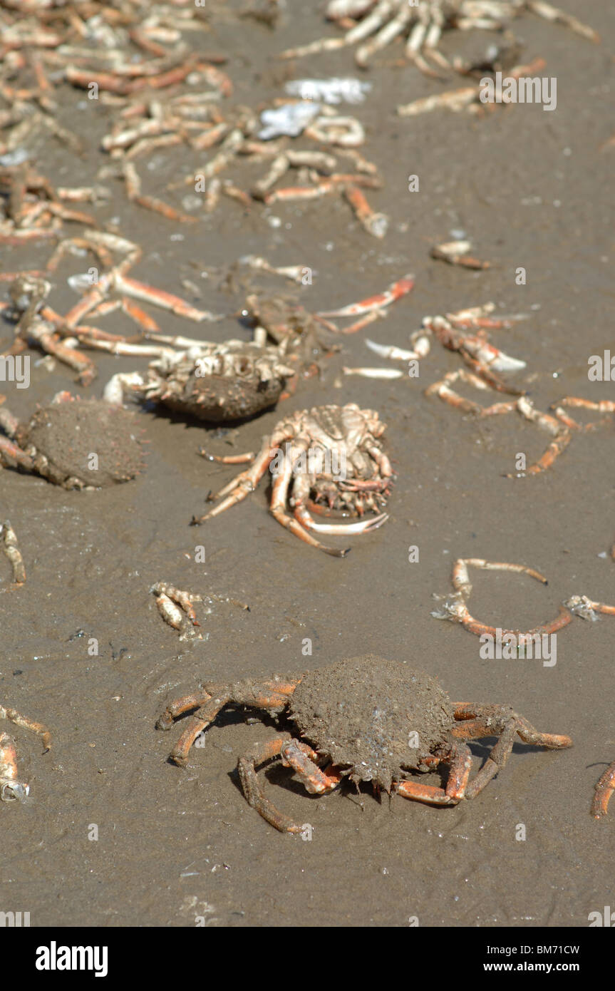Dead Crabs High Resolution Stock Photography and Images - Alamy