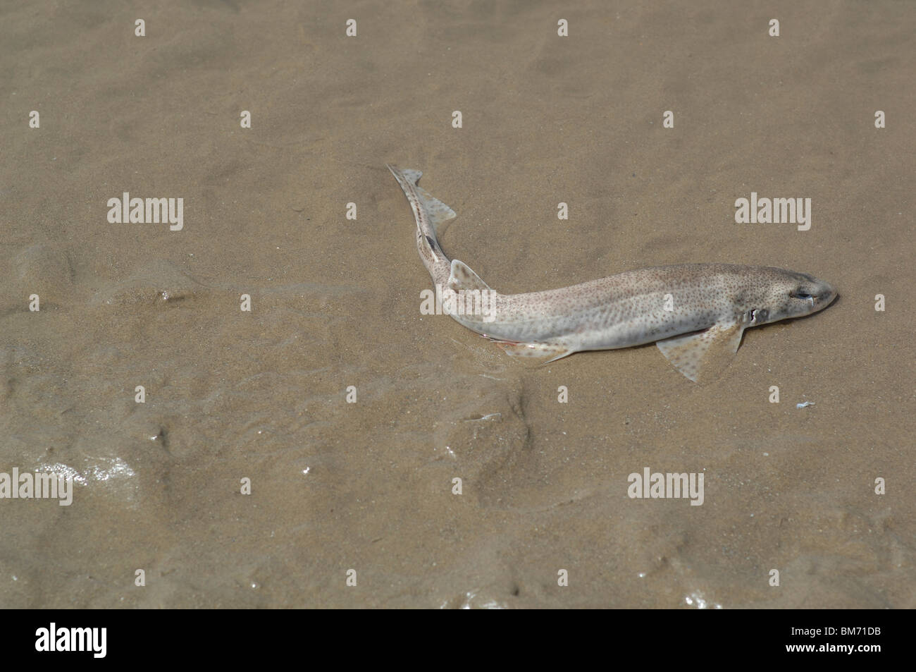Dead marine creatures hi-res stock photography and images - Alamy