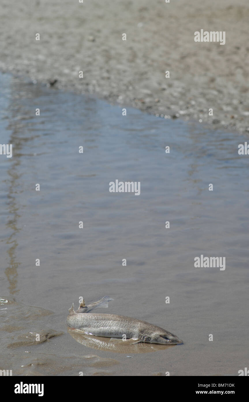 Dead fish at low tide Stock Photo - Alamy