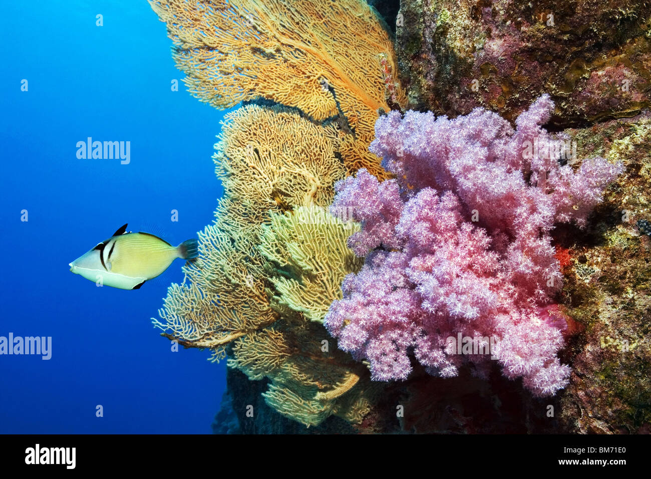 Pink seafan hi-res stock photography and images - Alamy