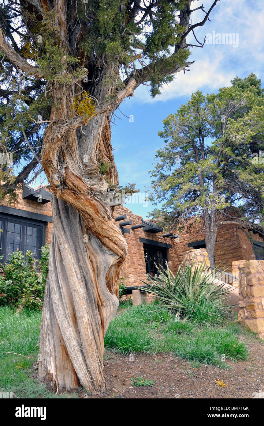 Usa tree twisted trunk national park hi-res stock photography and ...