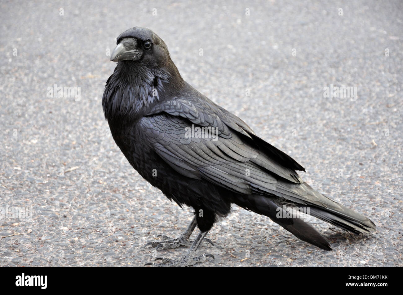 Common raven (corvus corax), Grand Canyon, Arizona, USA Stock Photo - Alamy