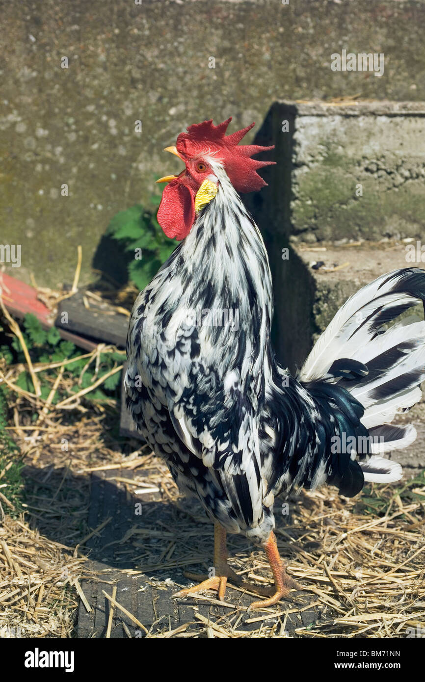 Rooster crowing, UK Stock Photo - Alamy