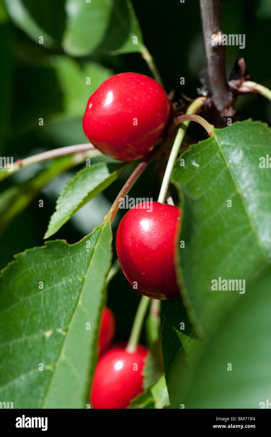 Red ripe cherry prunus hi-res stock photography and images - Alamy