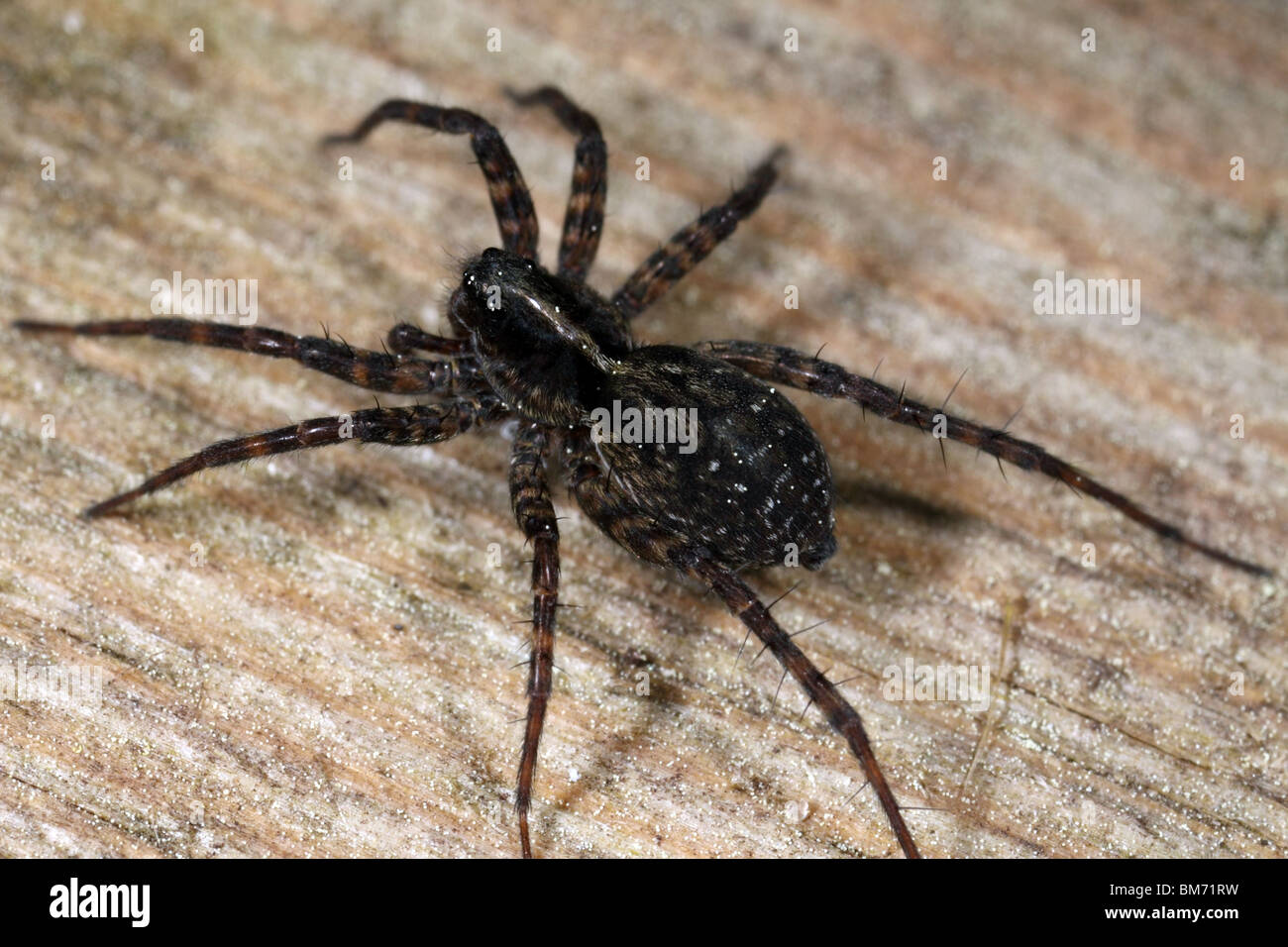 Black Wood Spider