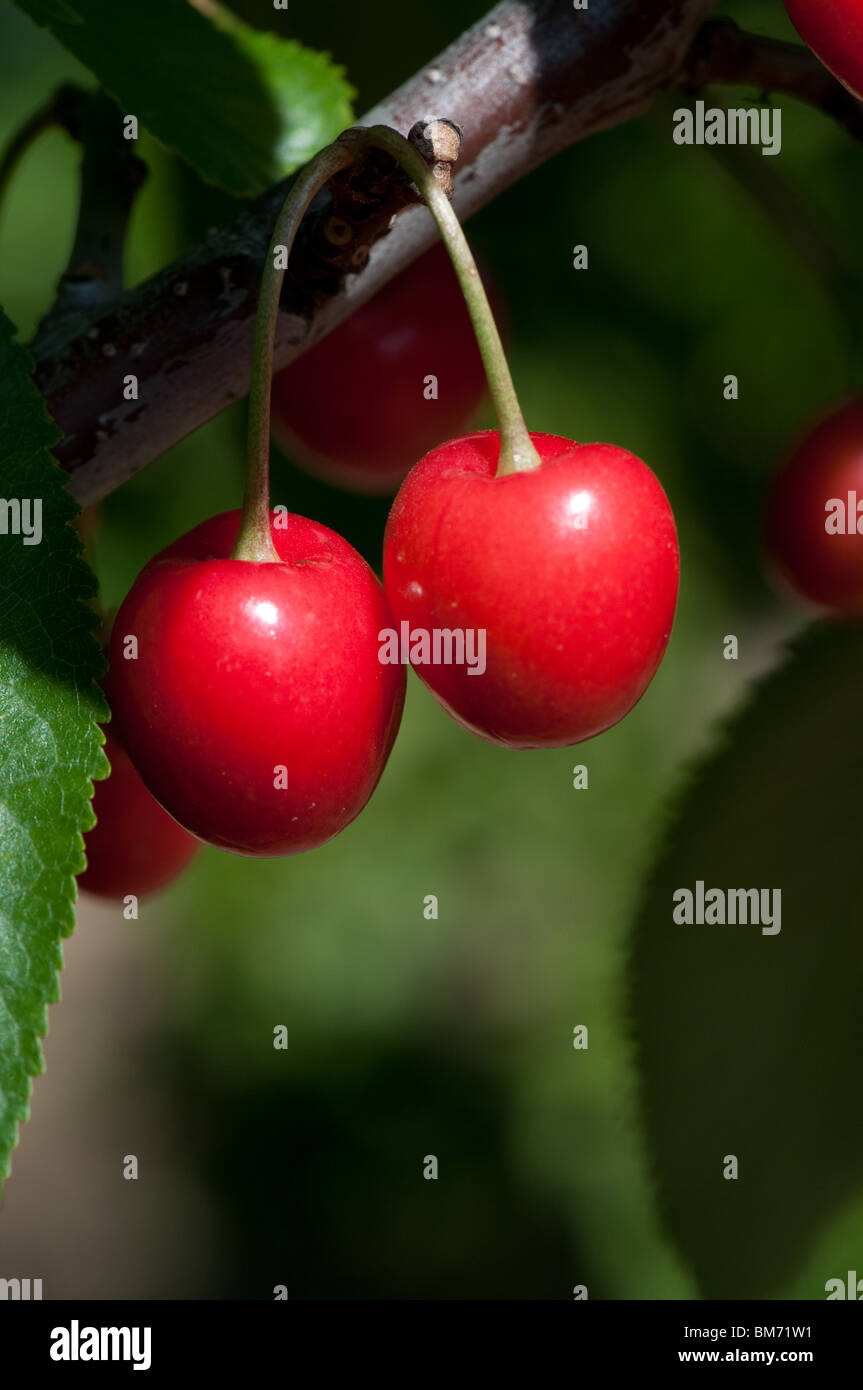Red bing cherry hi-res stock photography and images - Alamy