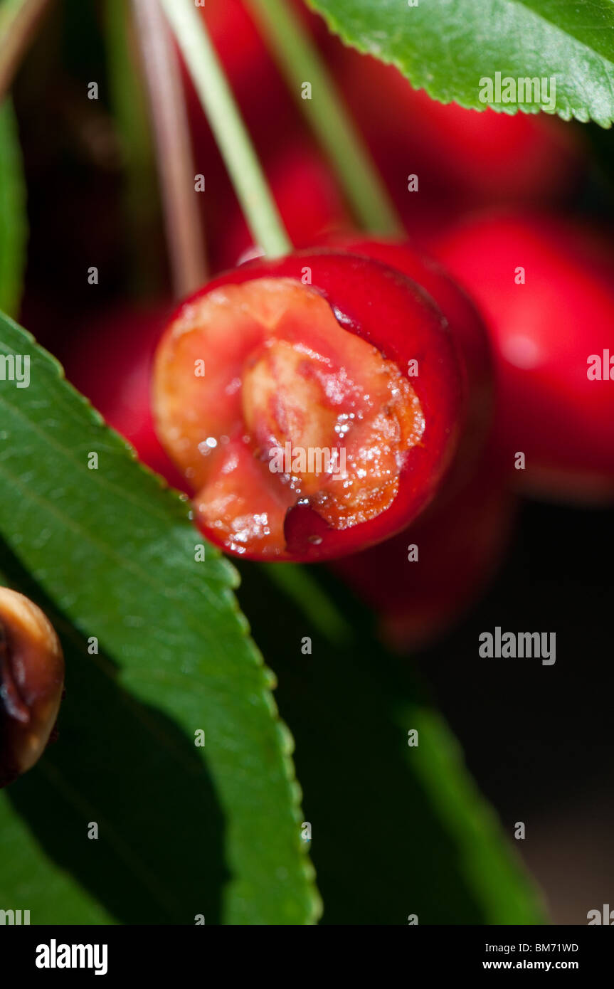 bird damage to a bing cherry Stock Photo - Alamy