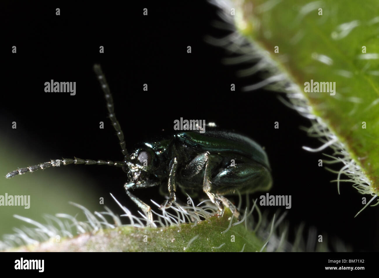 Dark green bug Stock Photo - Alamy