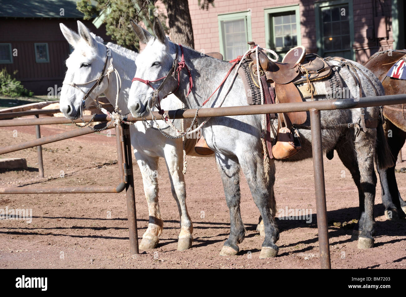 Mules, Grand Canyon, Arizona, USA Stock Photo - Alamy