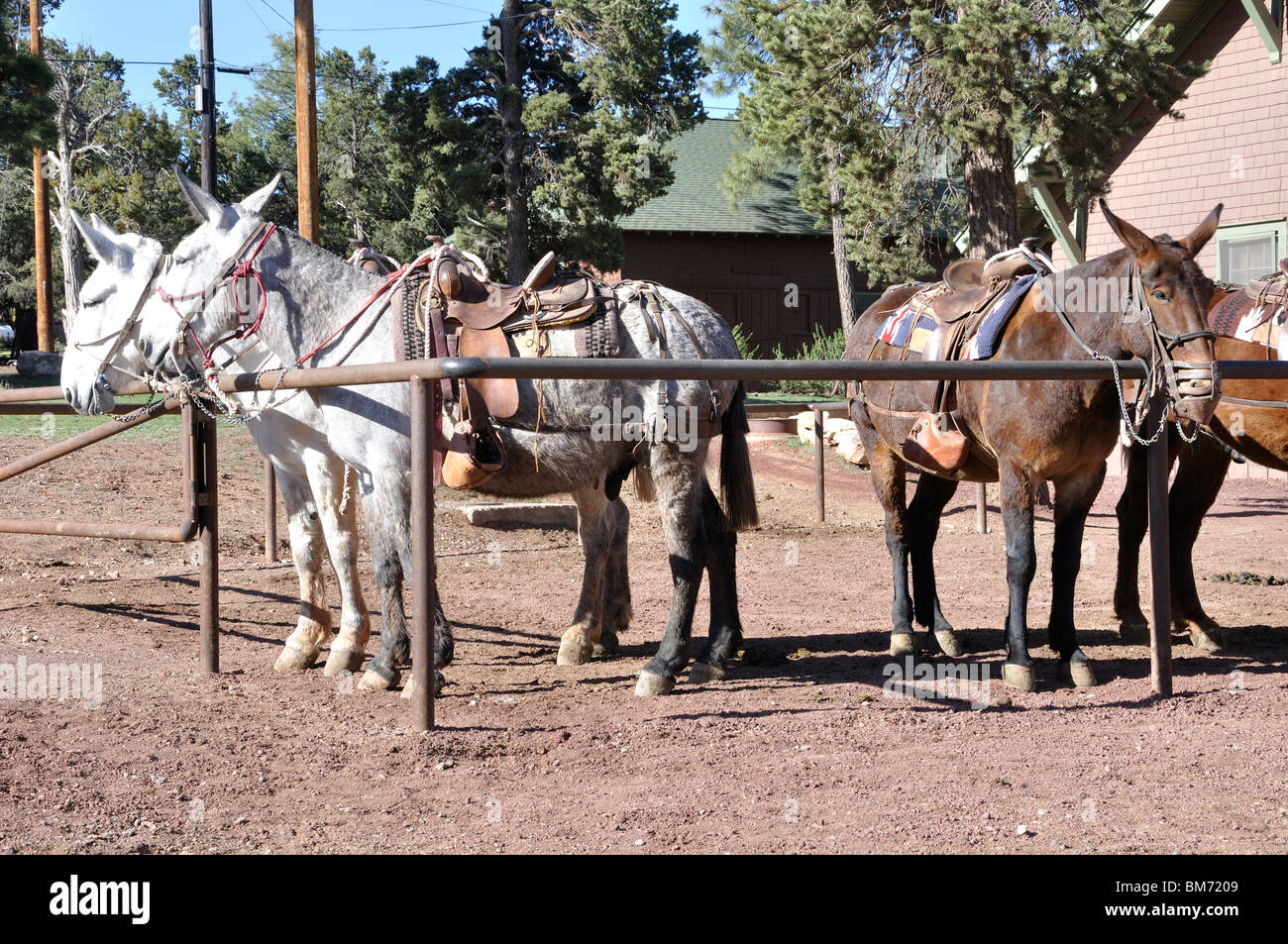 Mules, Grand Canyon, Arizona, USA Stock Photo - Alamy