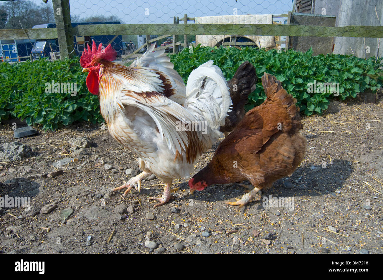 Rooster and chicken. London, UK Stock Photo - Alamy