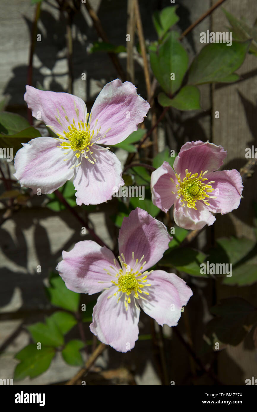 Blue sky clematis england hi-res stock photography and images - Alamy