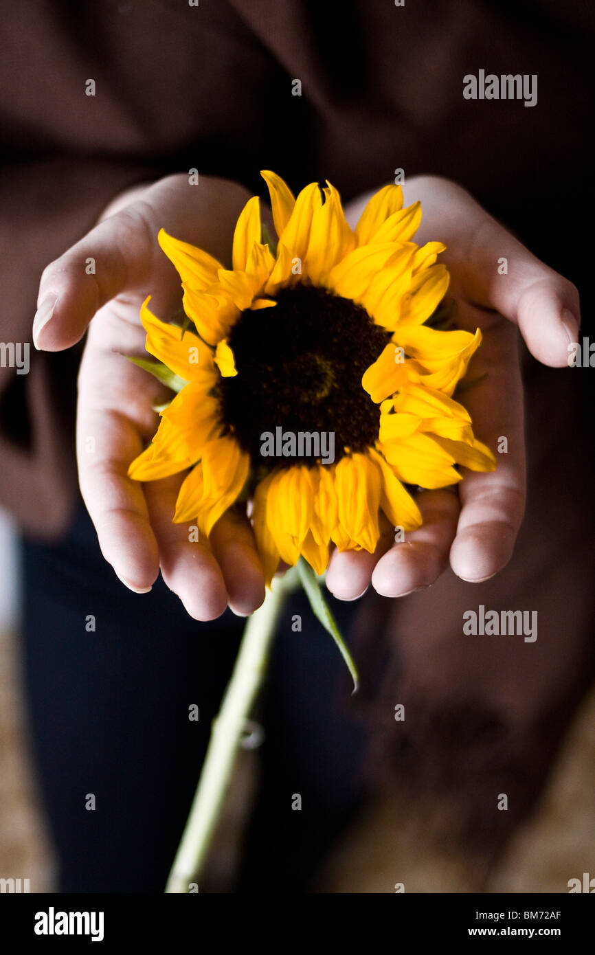 Hands holding a sunflower Stock Photo - Alamy