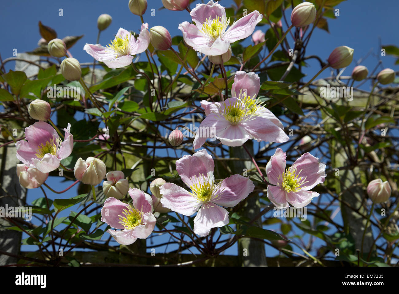 Blue sky clematis england hi-res stock photography and images - Alamy