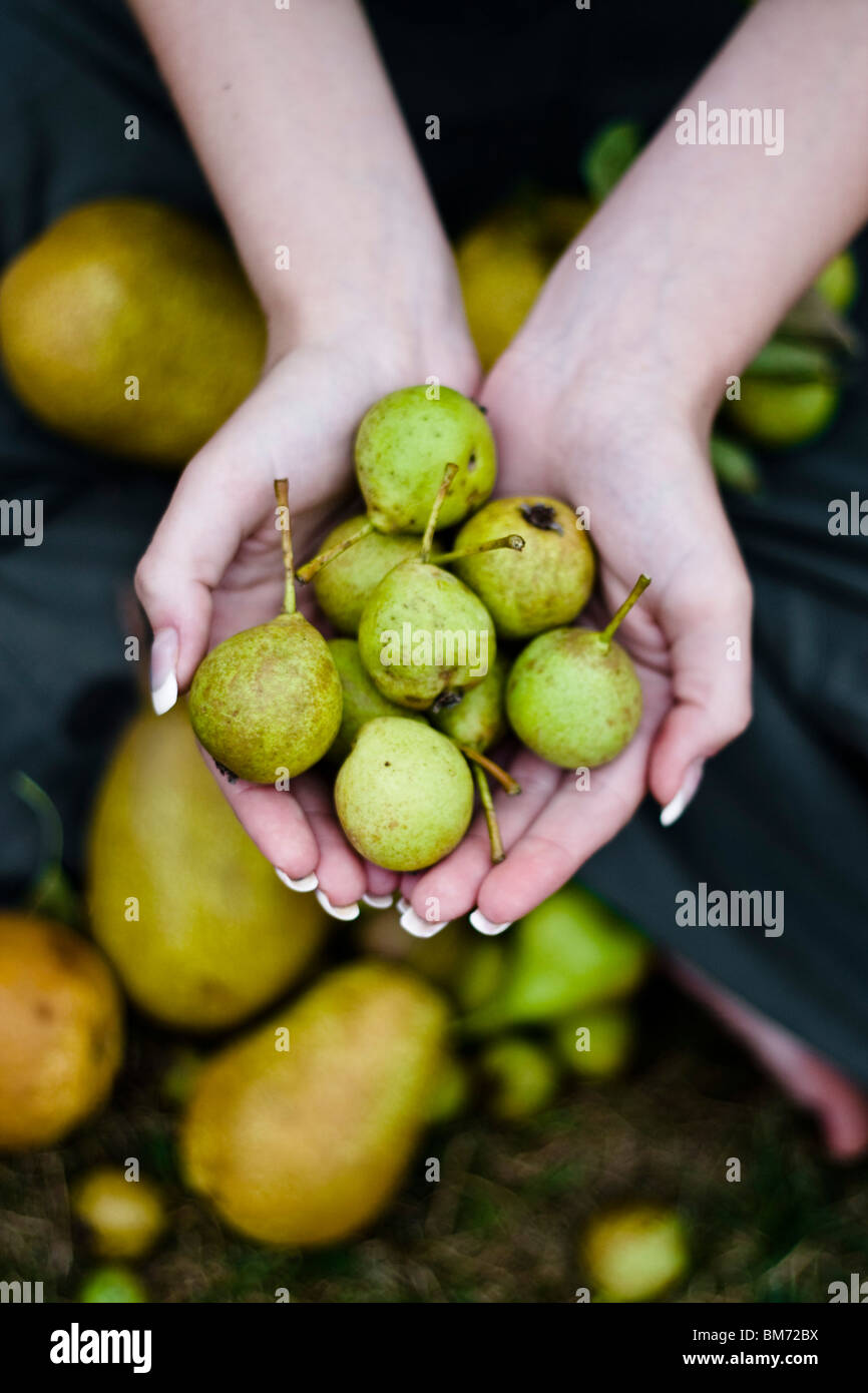 Hands holding pears Stock Photo - Alamy