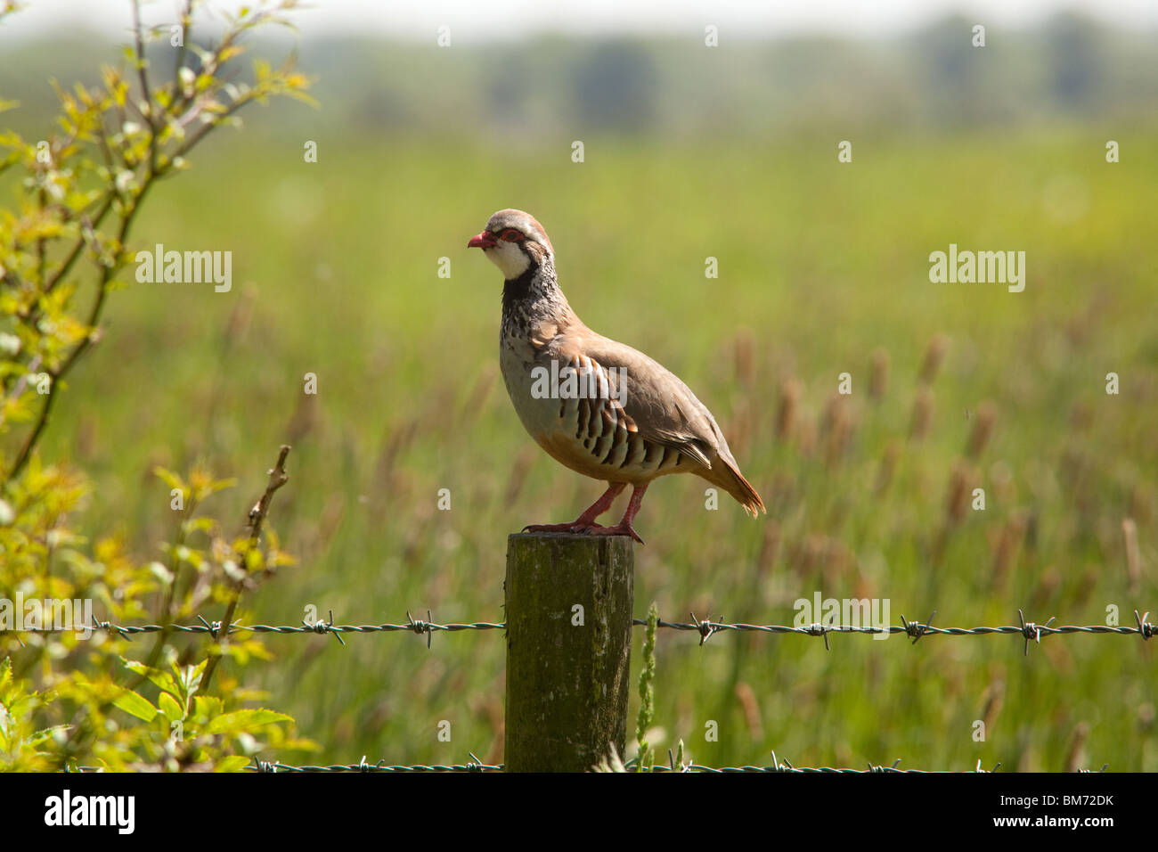 French Partridge High Resolution Stock Photography and Images - Alamy
