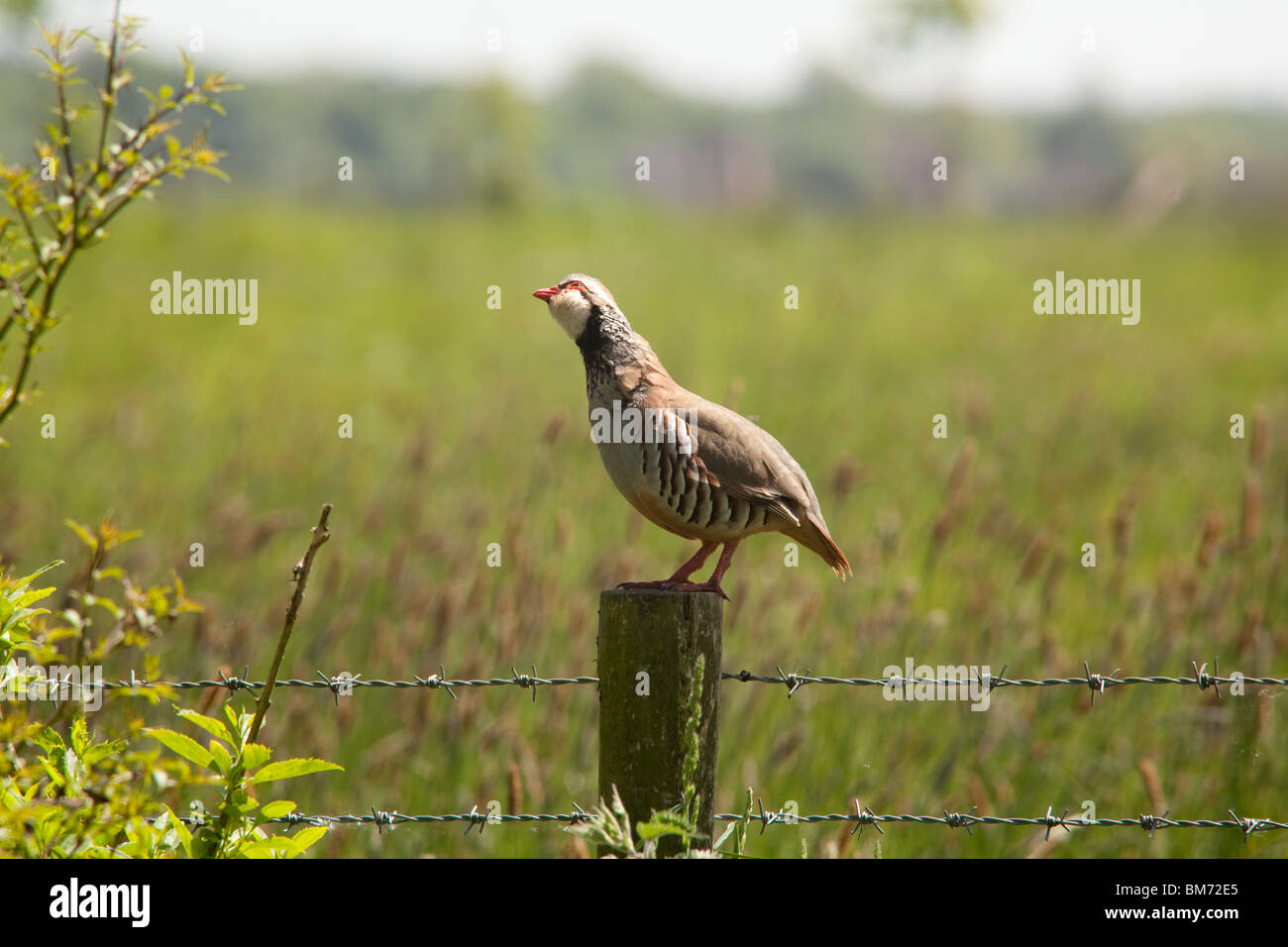 French partridge hi-res stock photography and images - Alamy