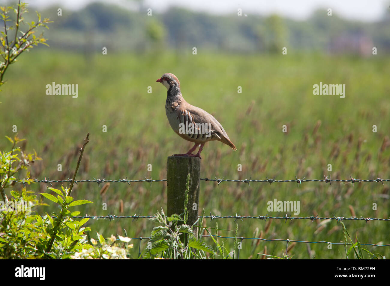 Red legged Partridge (Alectoris rufa) or French Partridge, Hampshire ...