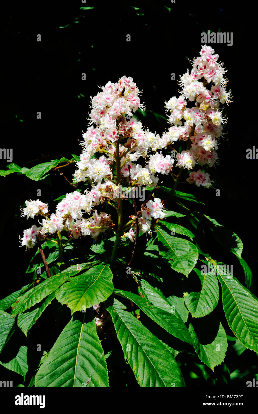 Pink chestnut tree hi-res stock photography and images - Alamy