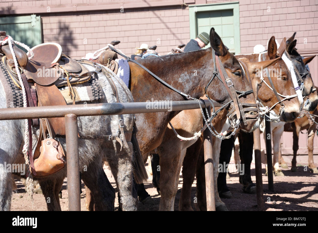 Mules, Grand Canyon, Arizona, USA Stock Photo - Alamy