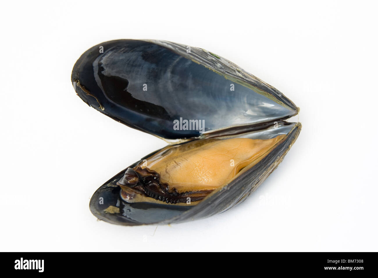 close up of fresh boiled mussel isolated on white background Stock ...