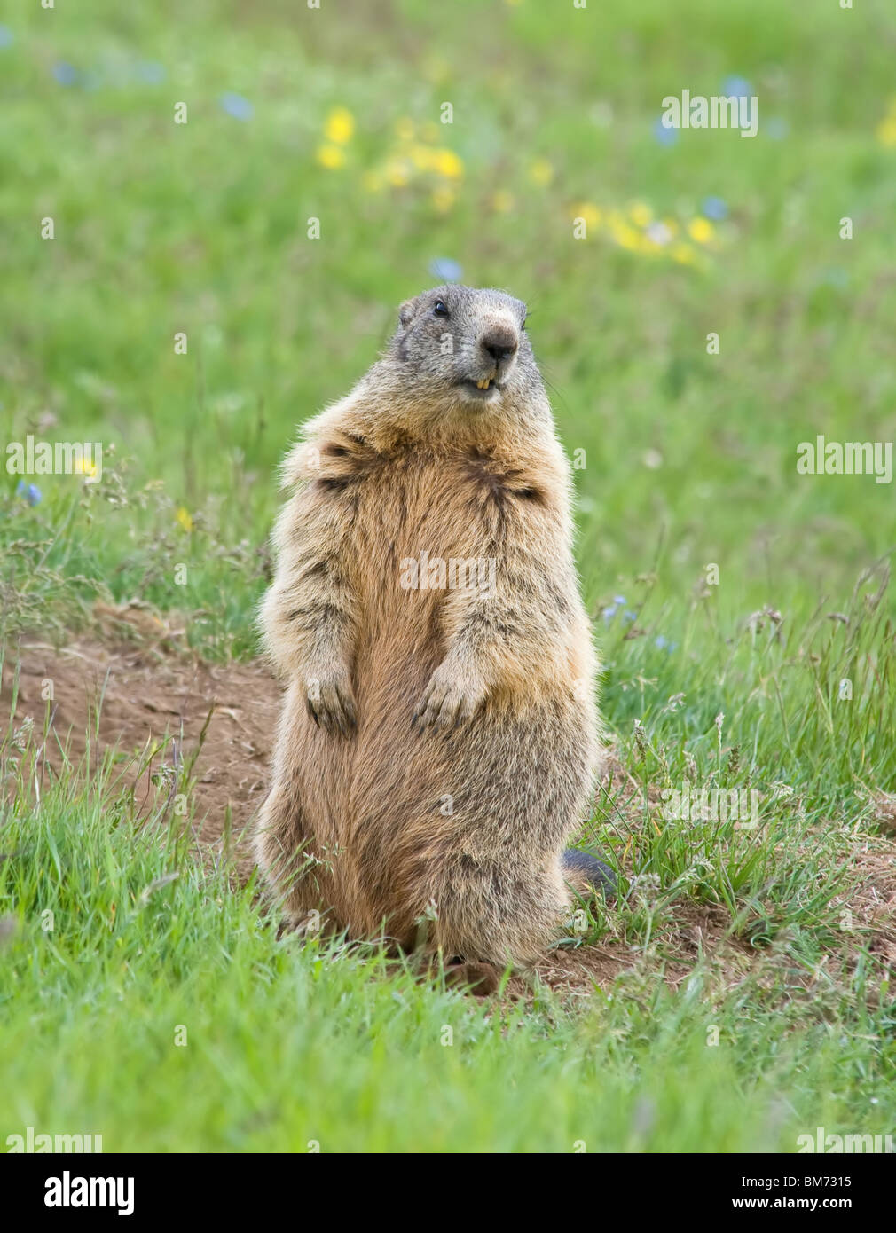 Cute Marmot