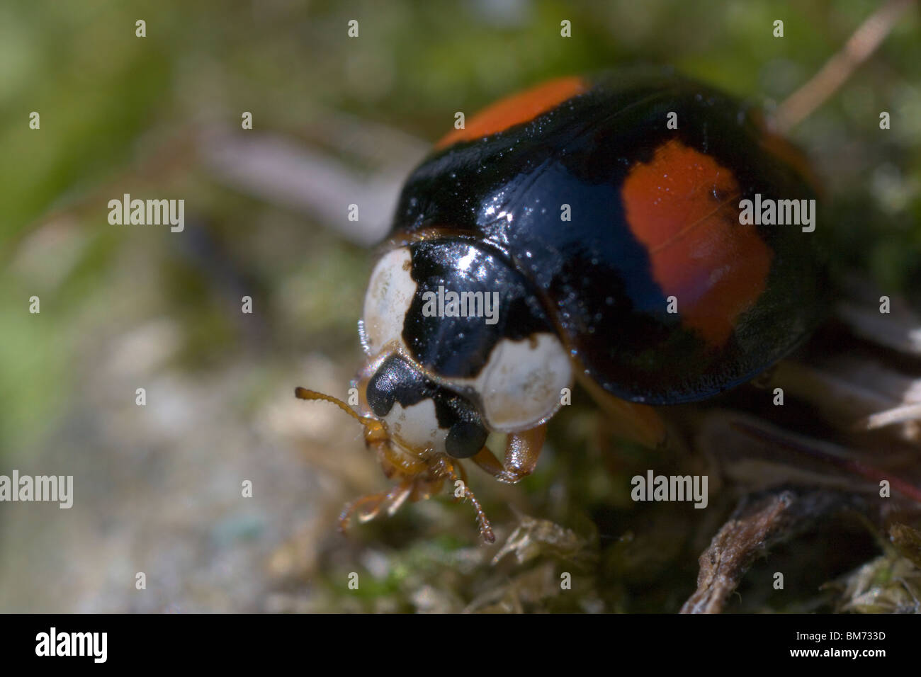 Ladybird Close Up Face Stock Photos & Ladybird Close Up Face Stock ...