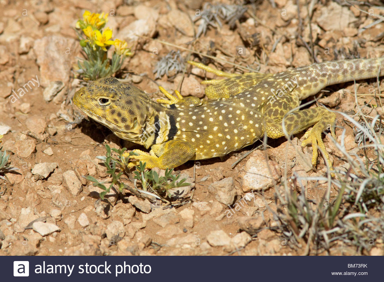 Crotaphytus High Resolution Stock Photography and Images - Alamy