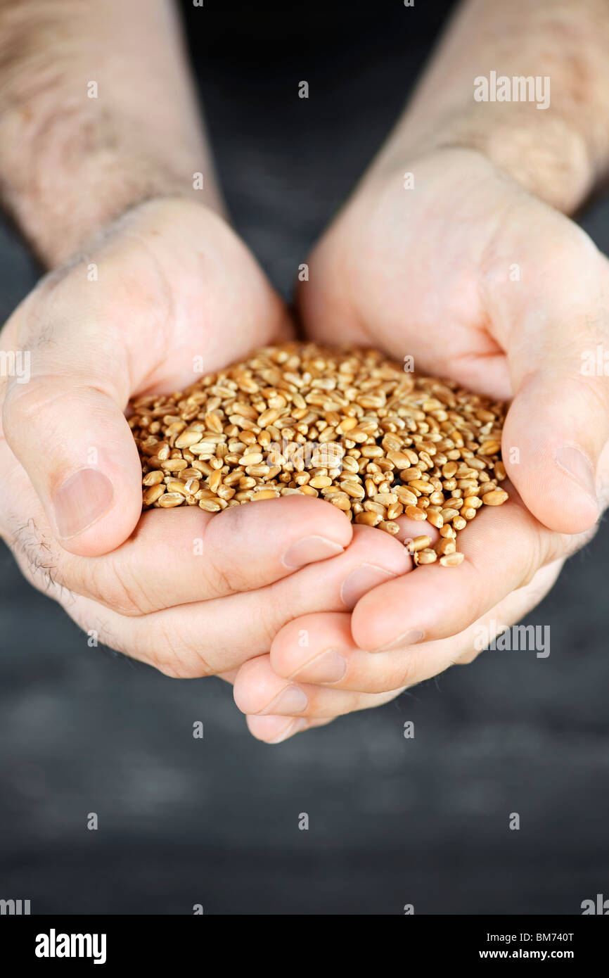 Male cupped hands holding whole wheat grain kernels Stock Photo - Alamy