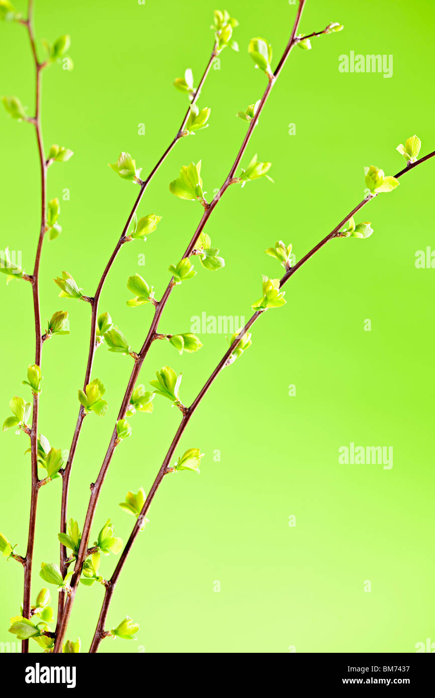 Branches with young spring leaves budding on green background Stock ...