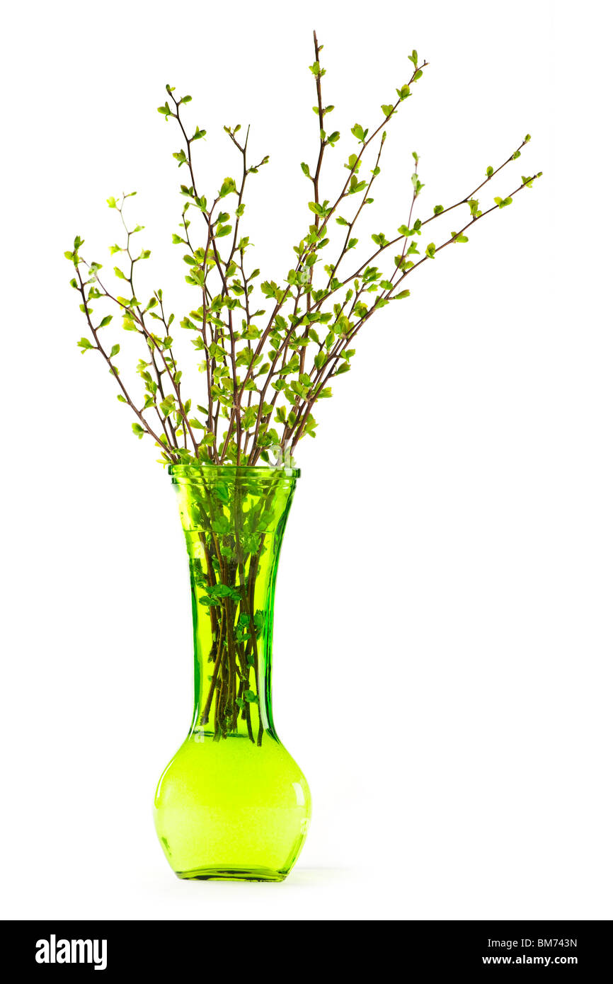Green vase with spring branches isolated on white background Stock ...
