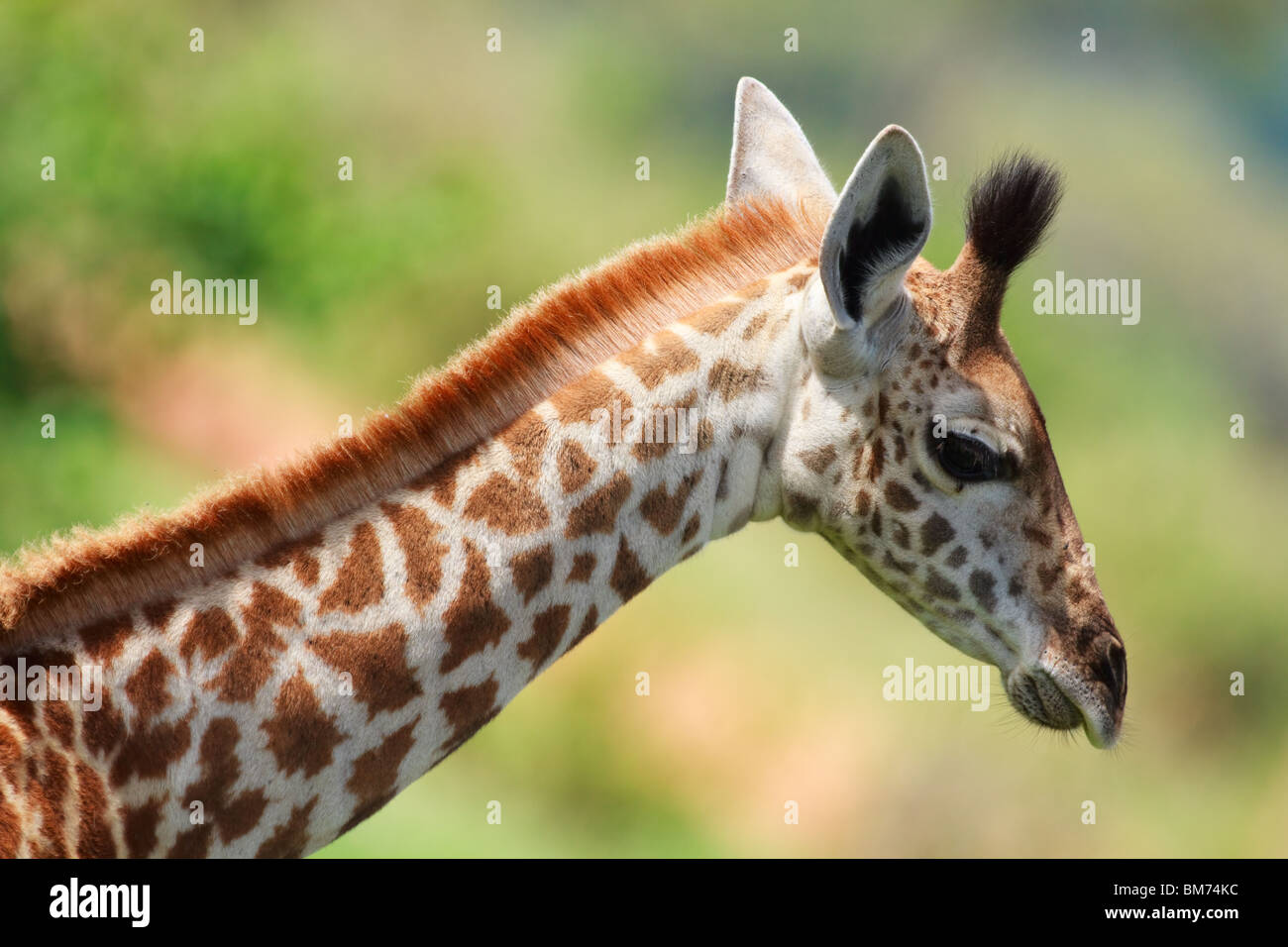 Baby giraffe hi-res stock photography and images - Alamy