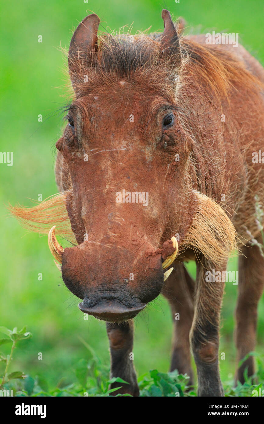 Warthog african animal hi-res stock photography and images - Alamy