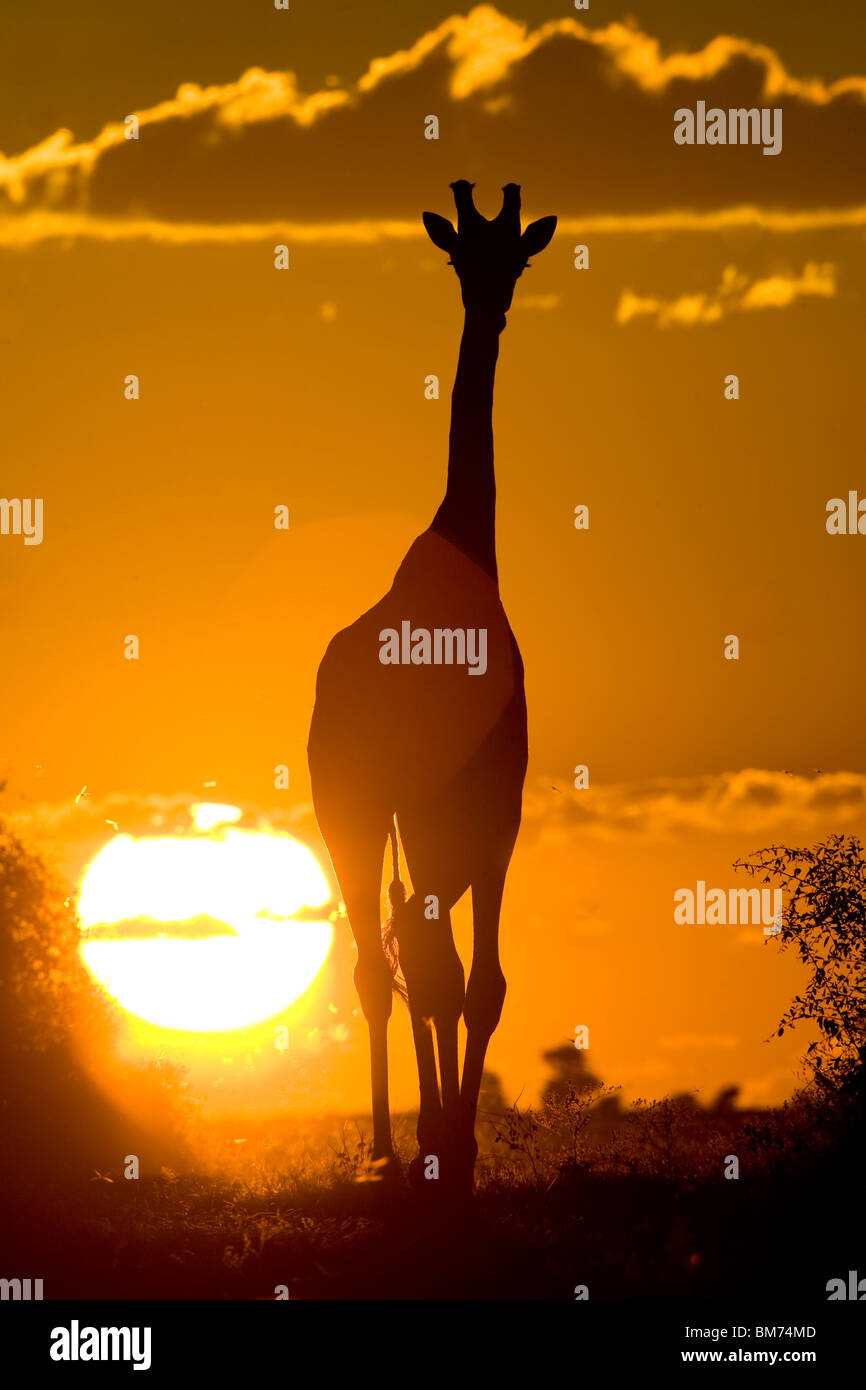 Giraffe and sun Stock Photo - Alamy