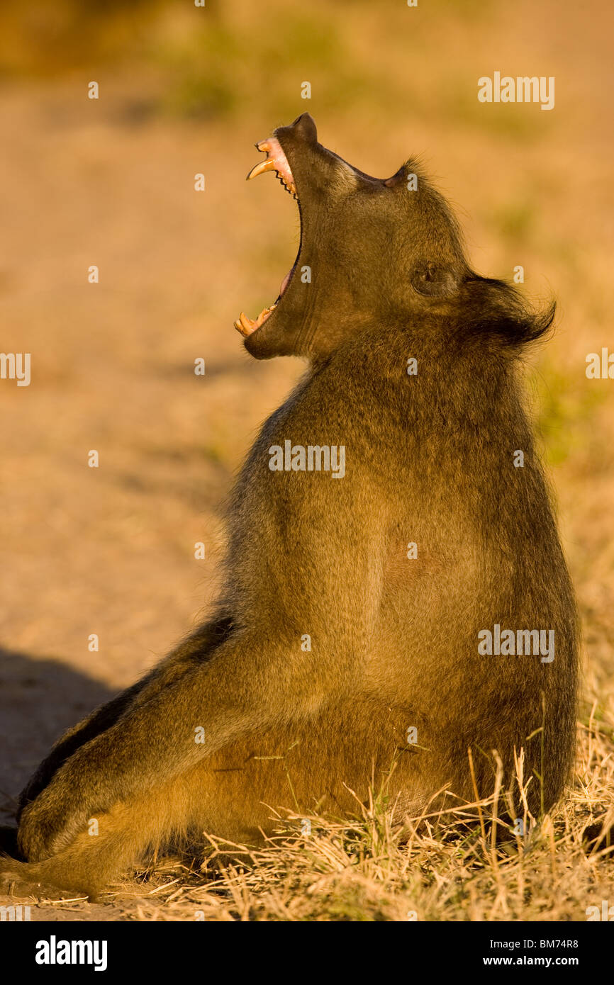 Chacma baboon yawning and showing off his formidable teeth Stock Photo - Alamy