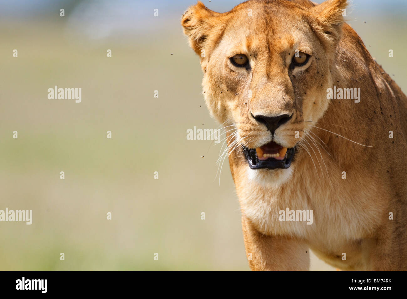 Closeup portrait beautiful lioness hi-res stock photography and images ...