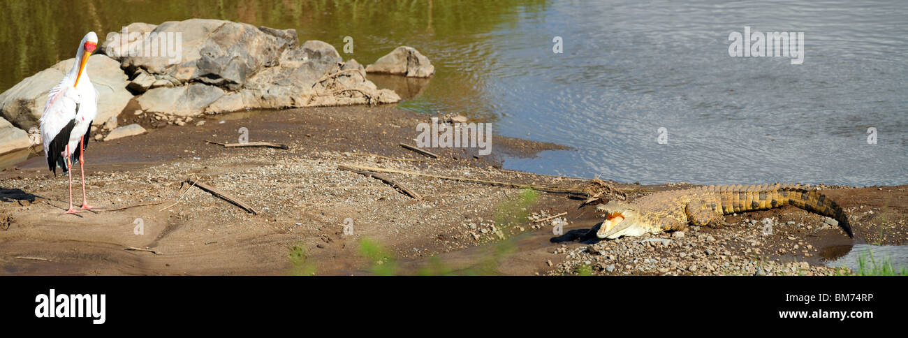 Bird and crocodile Stock Photo - Alamy