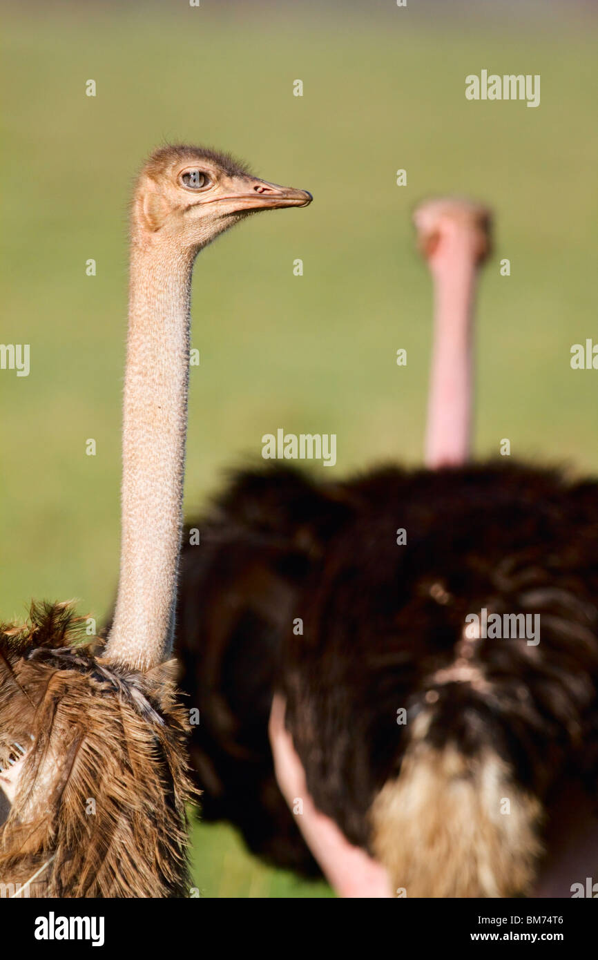 Ostrich adventure hi-res stock photography and images - Alamy