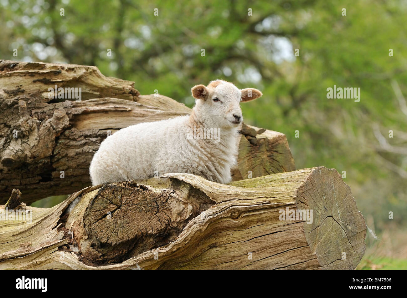 Lamb on top of fallen dead tree Stock Photo - Alamy