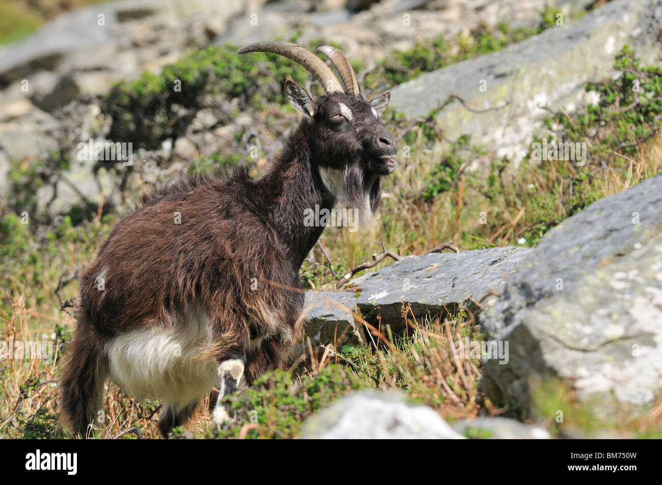 Wild Cheviot Goat at Valley Of The Rocks, Lynton, Devon Stock Photo - Alamy