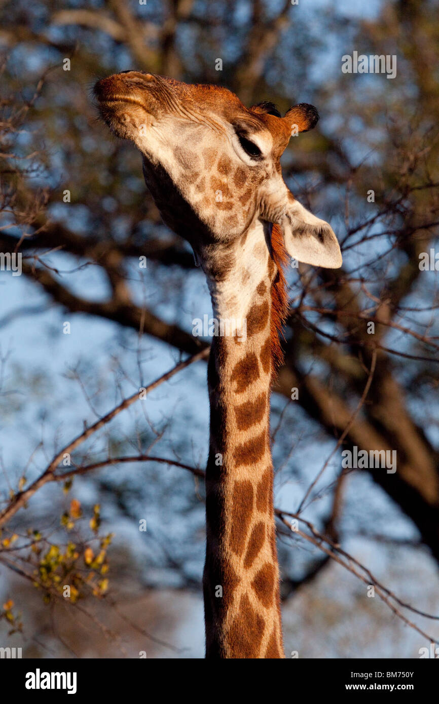 Giraffe bone hi-res stock photography and images - Alamy