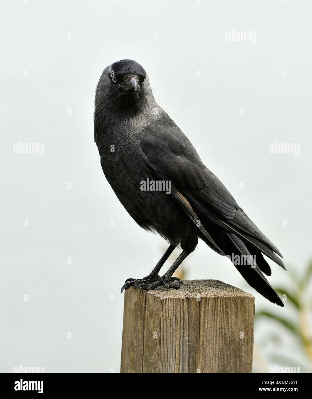 Crow jackdaw hi-res stock photography and images - Alamy