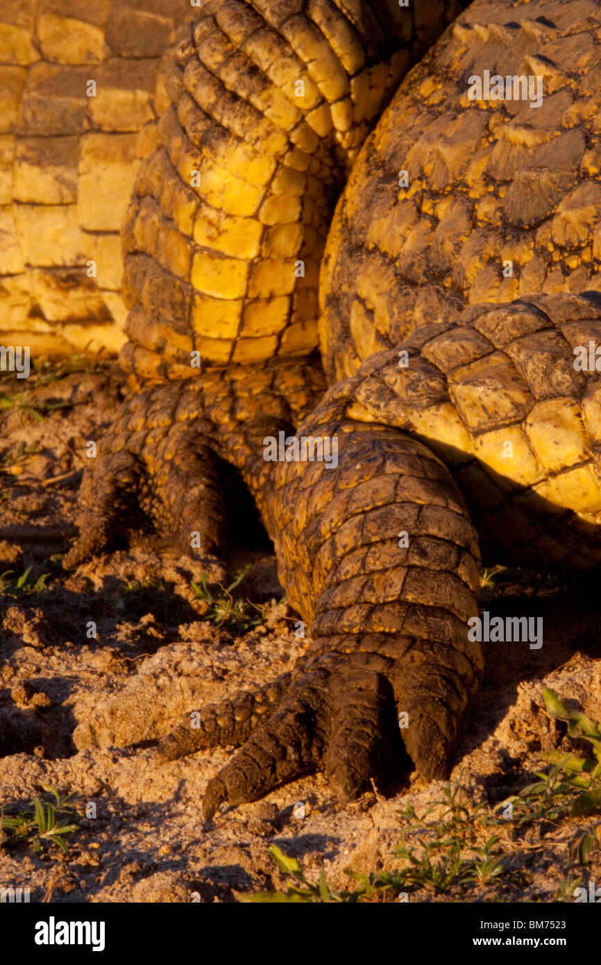 Crocodile feet hi-res stock photography and images - Alamy