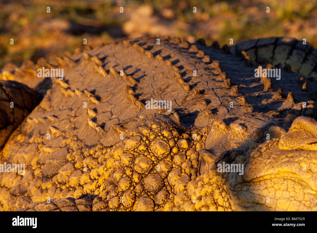 Nile Crocodile (Crocodylus Niloticus). Greater Kruger National Park ...