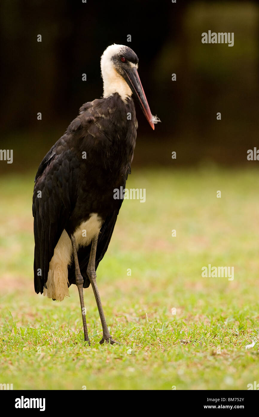 Woolly Neck Stork Stock Photo - Alamy