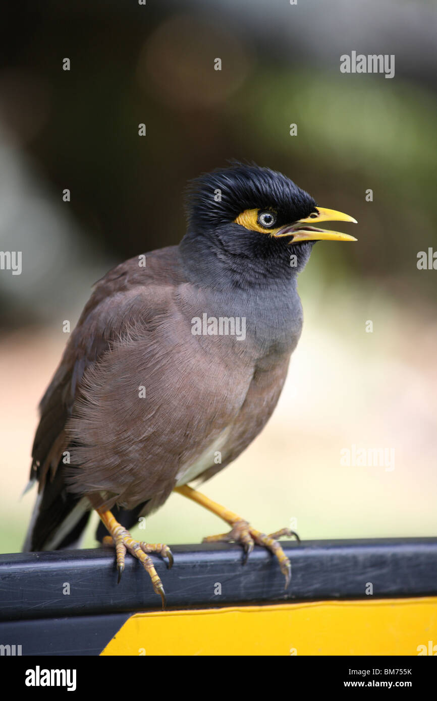 Common Indian Myna sitting on warning sign with blurred background ...